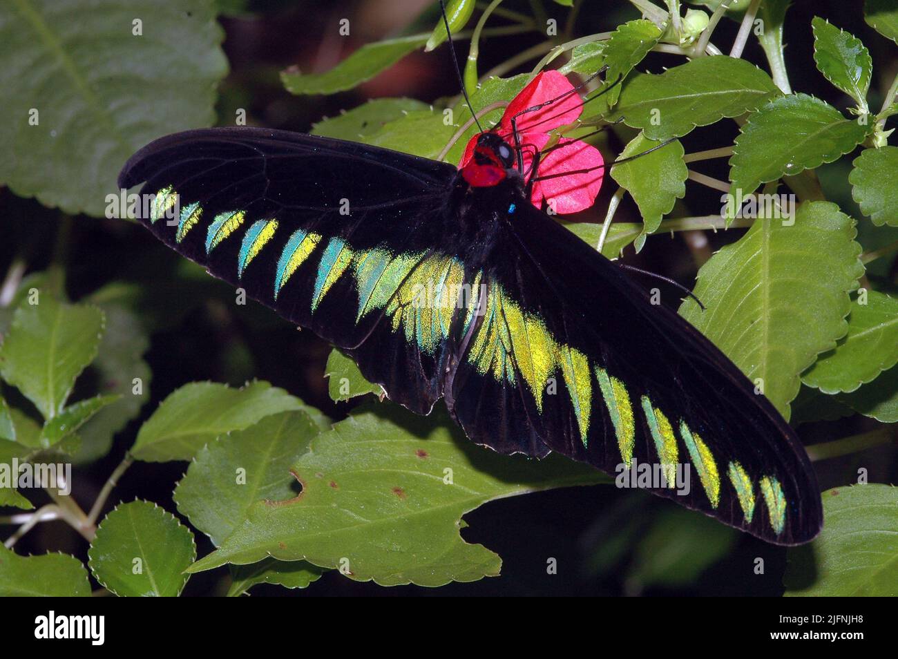 Raja Brooke's Birdwing, Troides brookiana albescens. Malaysia Stock ...