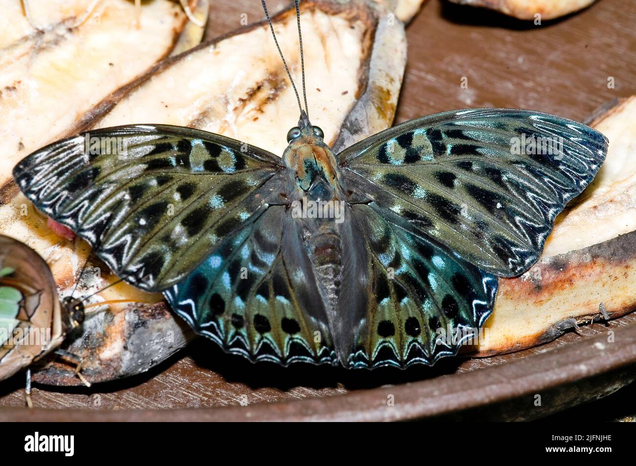 The rare Nymphalid butterfly Dichorragia nesimachus deiokes of Malaysia ...