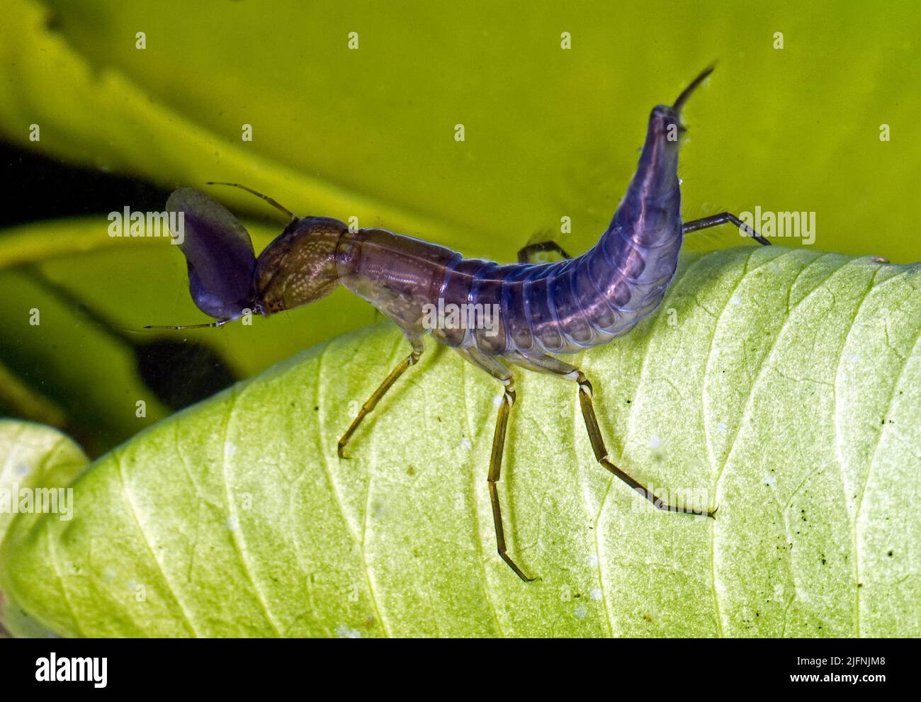 The larvae of a Great Diving Beetle (Dytiscus marginalis) has caught a ...