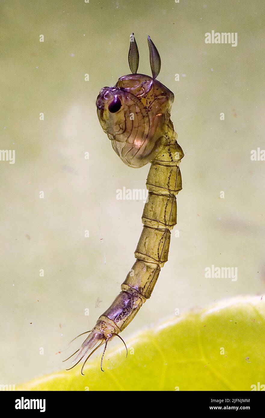 Puppa of Phantom Midge (family Chaoboridae). Southern Norway Stock ...