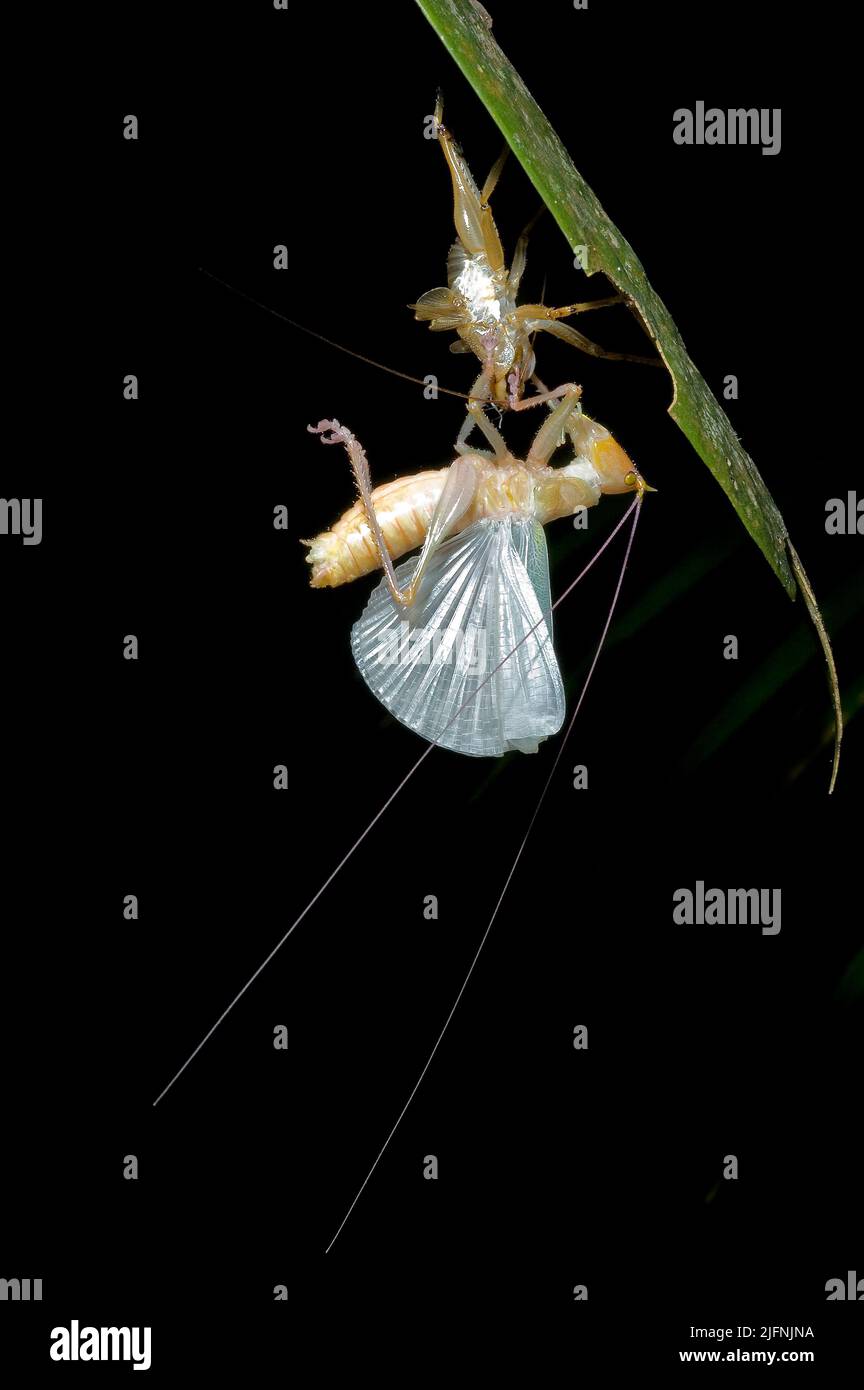 A Katydid is molting in the rainforest of Daintree, North-Queensland ...