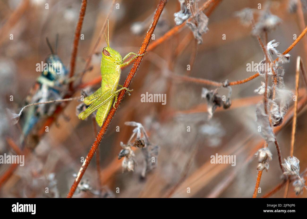 Yellow locust from Santa Fe, Galapagos. In the background the common ...