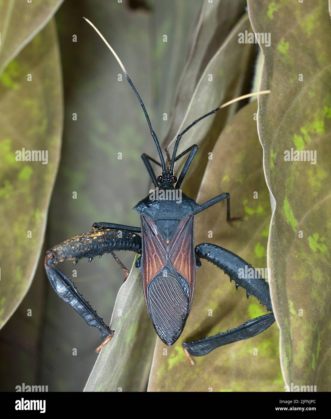 Leaf-footed bug (Hemiptera, Coreidae) from la Selva, Ecuador Stock Photo - Alamy