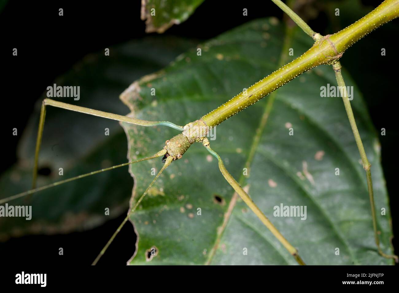Walkingstick (order Phasmida) from La Selva, Ecuador. Close up of the ...