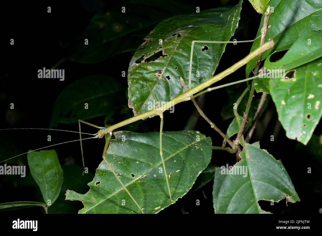 Walkingstick (order Phasmida) from La Selva, Ecuador Stock Photo - Alamy