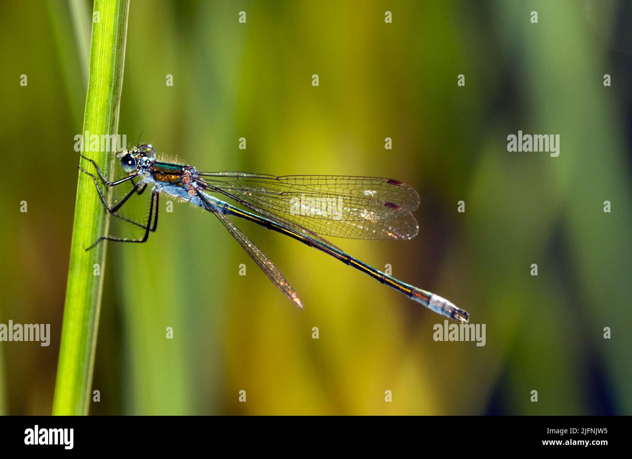 Male Emerald Damselfly (Lestes sponsa Stock Photo - Alamy