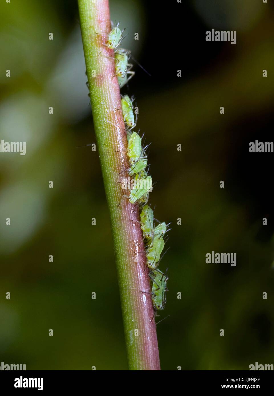 Aphids in close up Stock Photo - Alamy