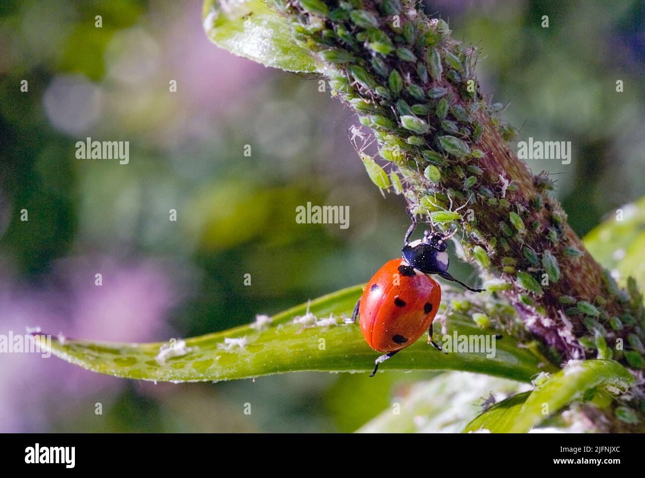 Seven spot ladybird eating aphid hi-res stock photography and images ...