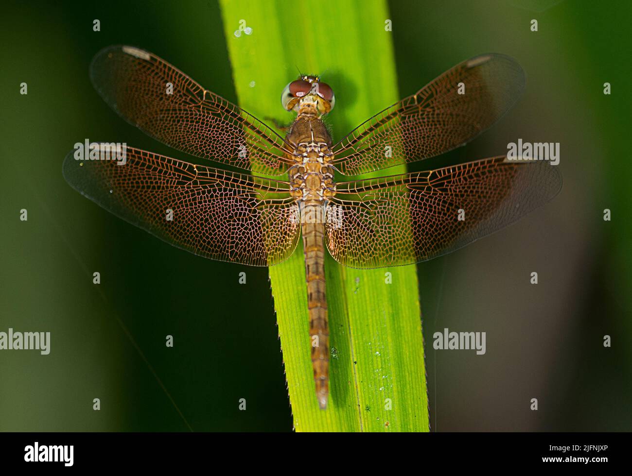 Red Grasshawk (Neurothemis fluctuans) from Sabah, Borneo Stock Photo ...