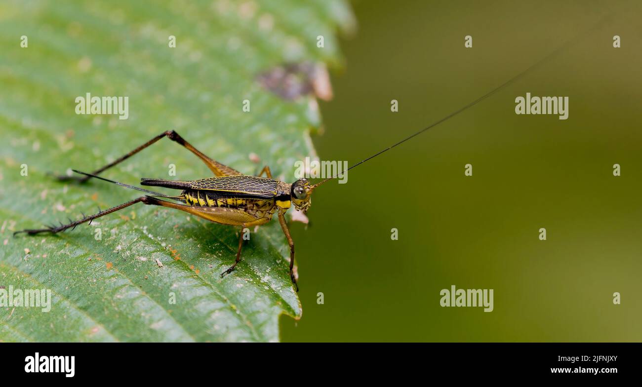 Long-horned grasshopper from Tabin, Sabah, Borneo Stock Photo - Alamy