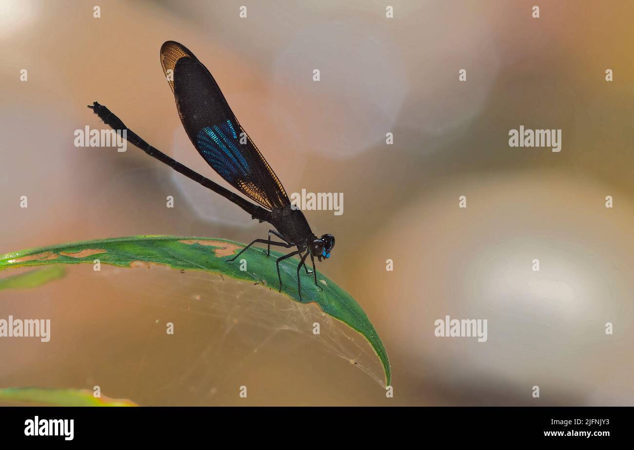 Damselfly from the genus Euphaea. Tabin, Sabah, Borneo Stock Photo - Alamy