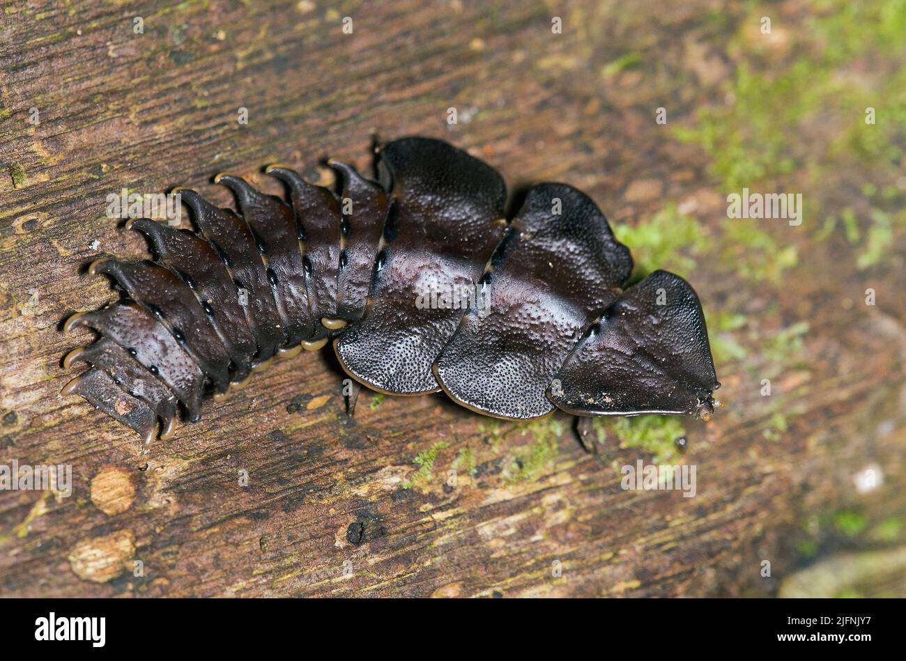 Trilobite beetle, Platerodrilus sp., female from Danum Valley, Sabah ...
