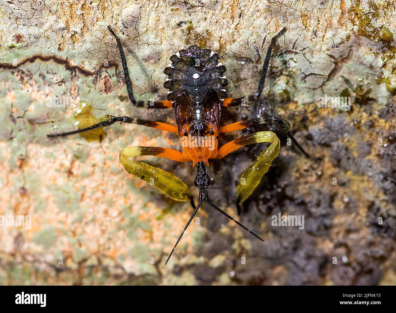 Resin assassin bug (Amulius sp., family Reduviidae) from the rainforest ...