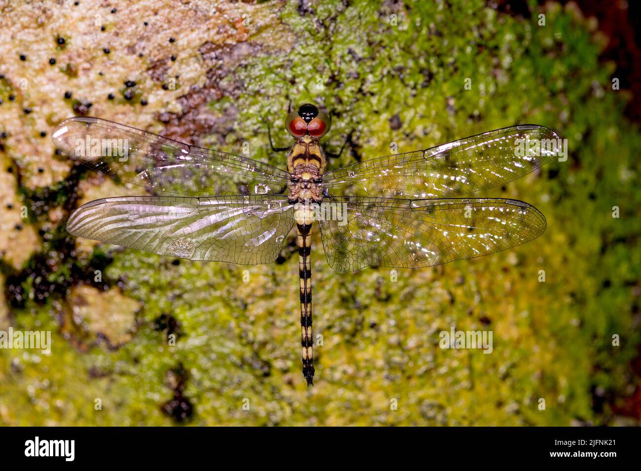 The dragonfly Tyriobapta torrida from Kubah National park, Sarawak ...