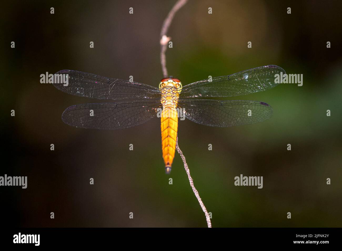Dorsal view of an immature dragonfly of the species Orthetrum testaceum ...