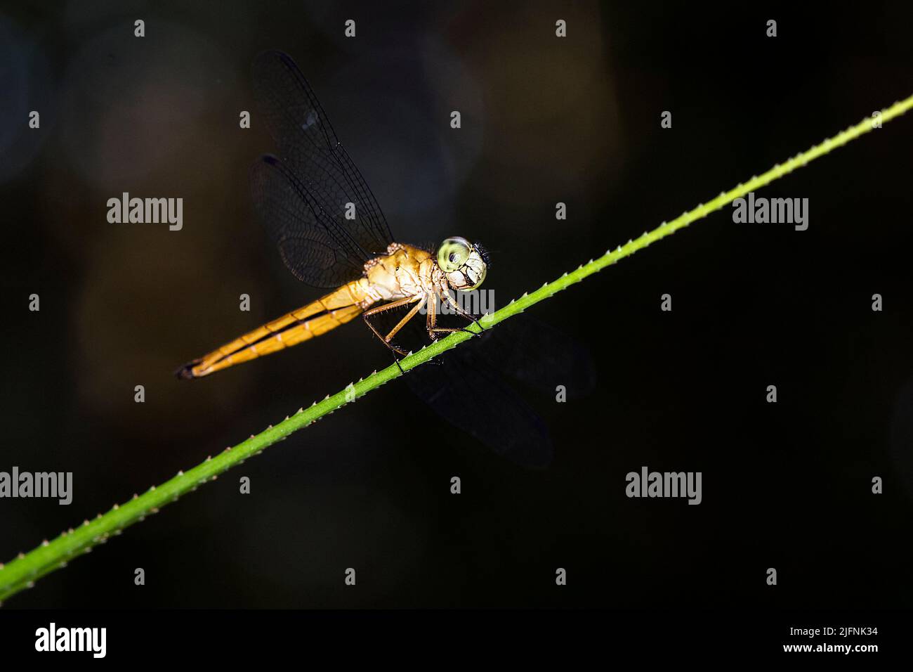 Lateral view of an immature dragonfly of the species Orthetrum ...