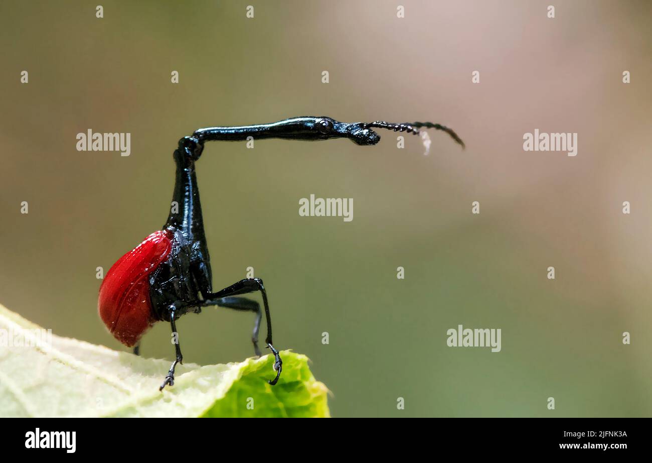 Male giraffe weevil (Trachelophorus giraffa) from Andasibe National ...