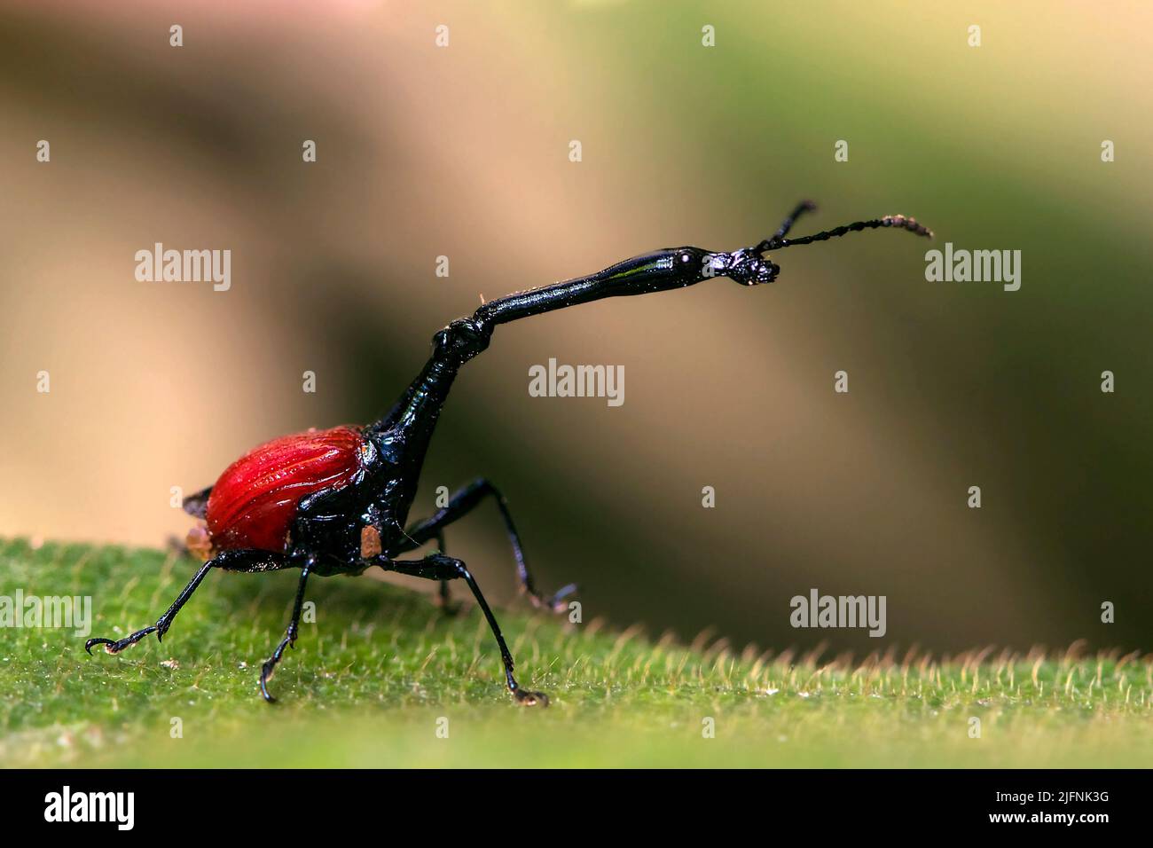 Male giraffe weevil (Trachelophorus giraffa) from Andasibe National ...