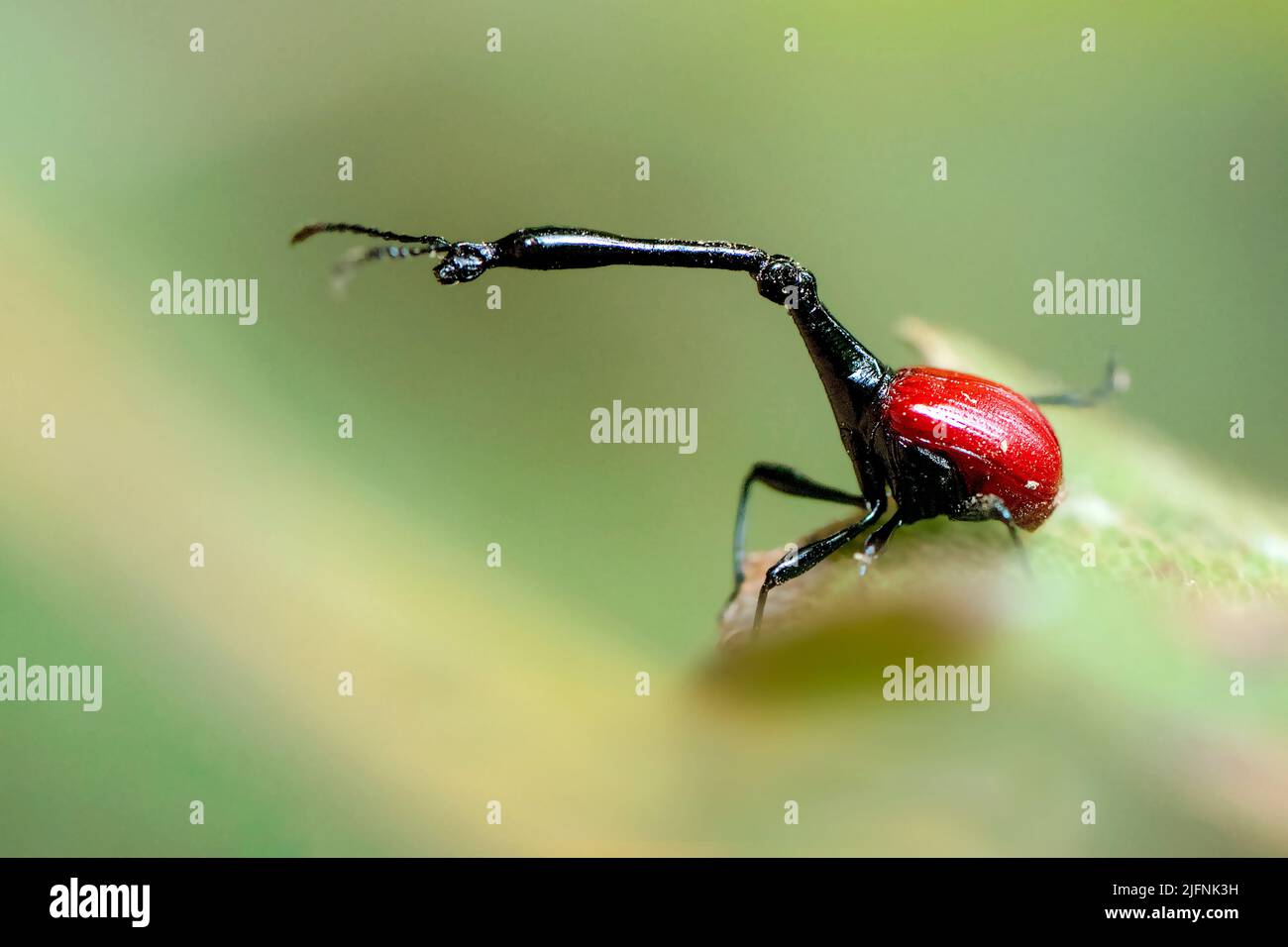 Giraffe weevils hi-res stock photography and images - Alamy