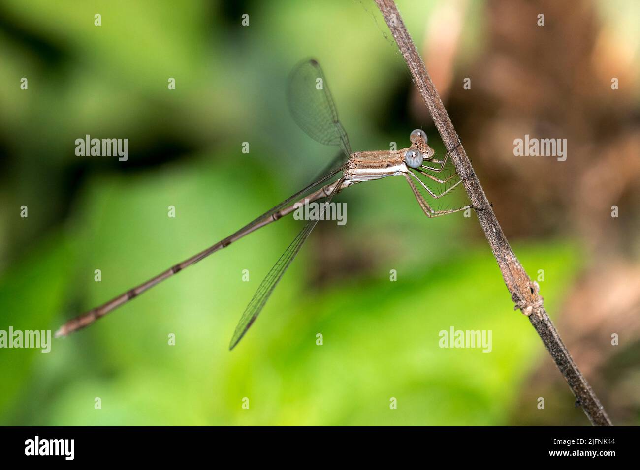 Unidentified damselfly (family Protoneuridae, female?) from Tsarasaotra ...