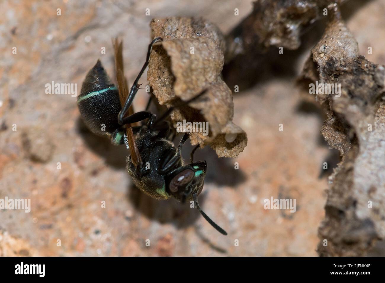 Polistes genus hi-res stock photography and images - Alamy