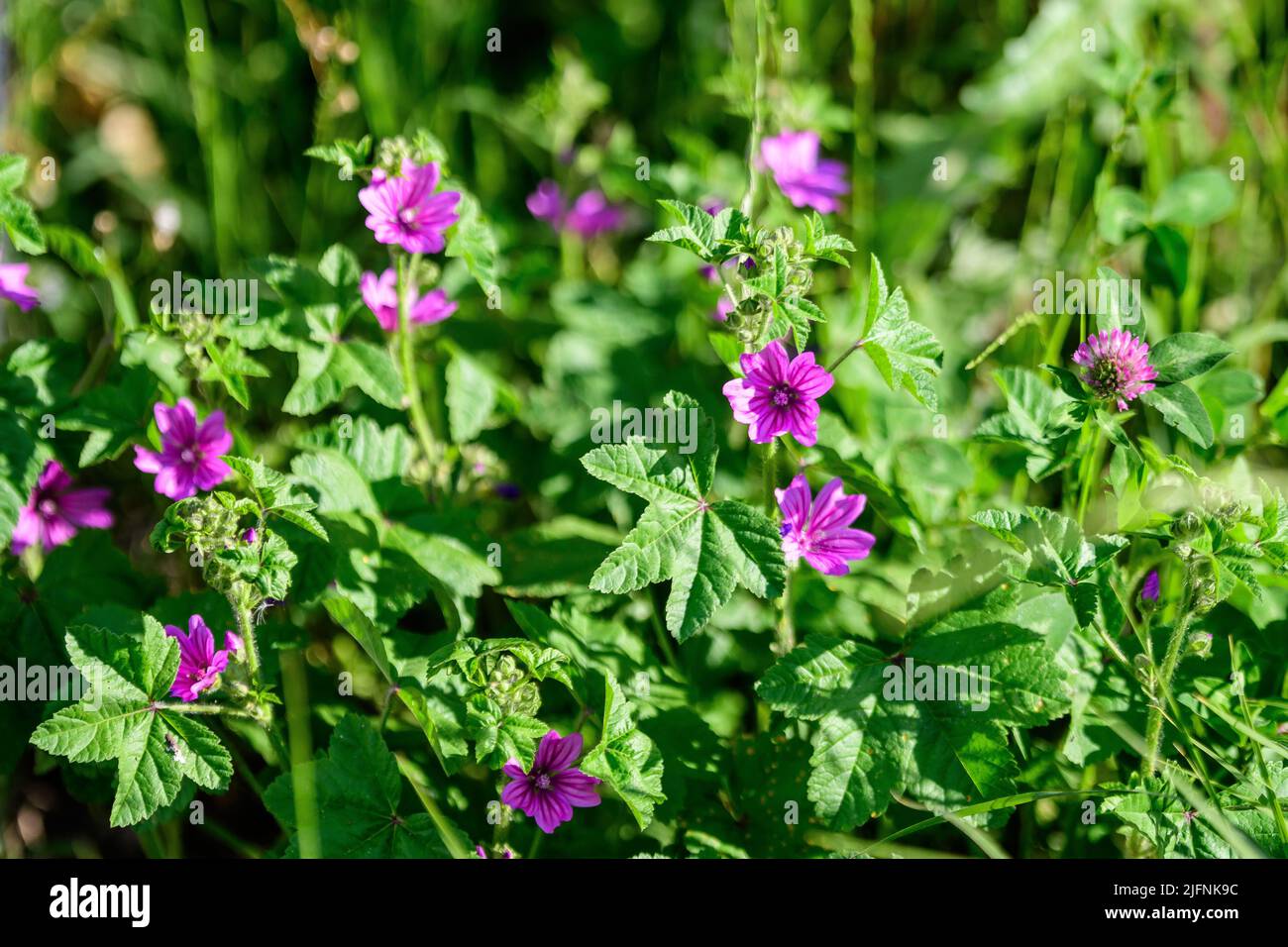Many delicate pink magenta flowers of Althaea officinalis plant ...