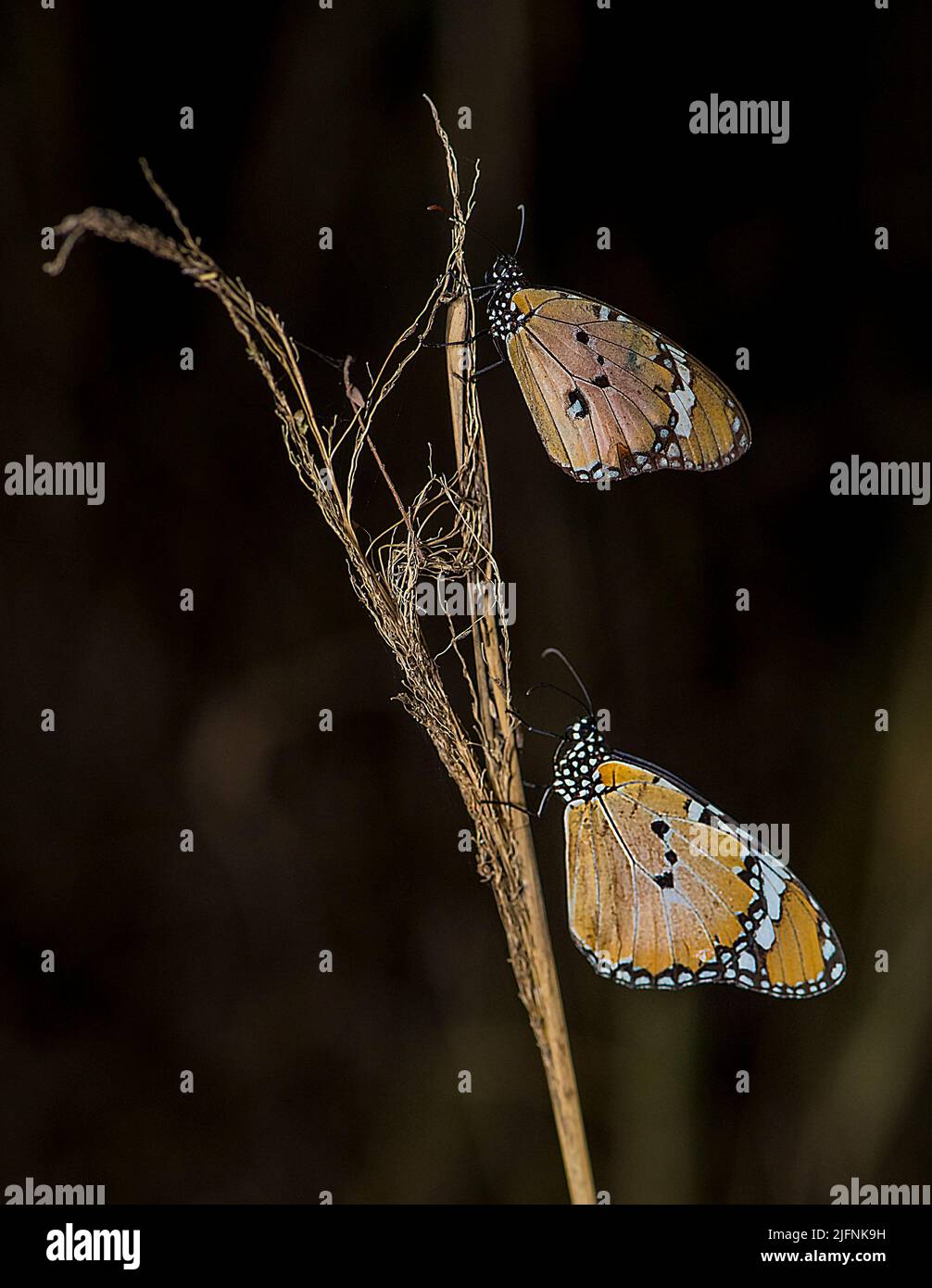 African monarchs (Danaus chrysippus) from Berenty, southern Madagascar ...