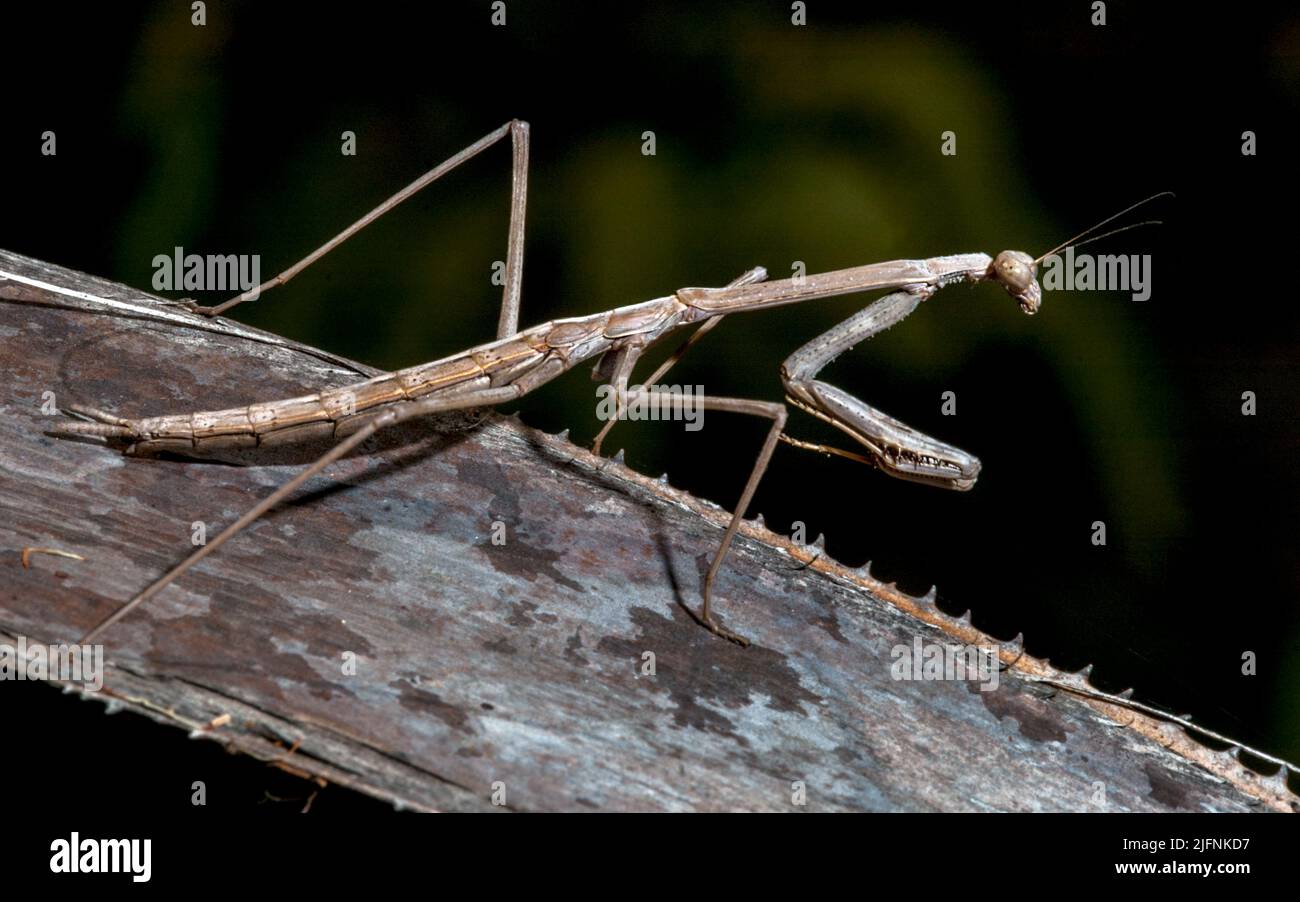 Large praying mantis (probably Archimantis sp., possibly A. latistyla ...