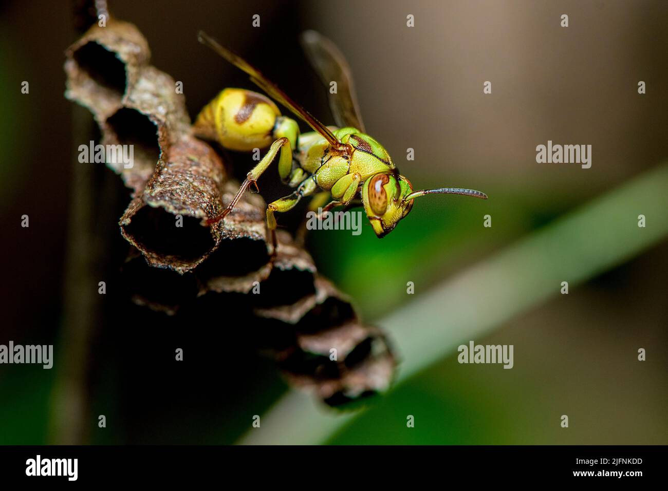 Beautiful wasp (Ropalidia sp.) from Palmarium, Madagascar Stock Photo ...