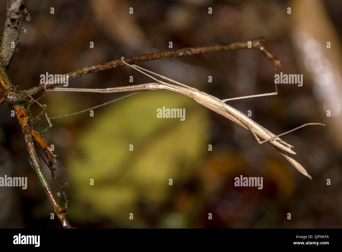 Unidentified stick insect from Ranamofana NP, Madagascar Stock Photo ...