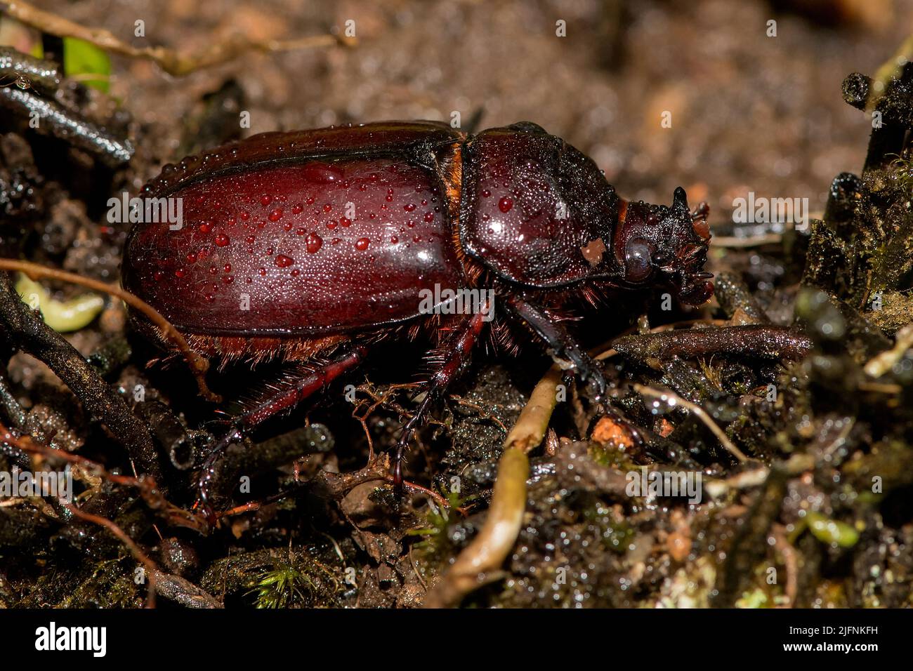 Large beetle (family Scarabaeidae, possibly Heliocopris sp), from ...