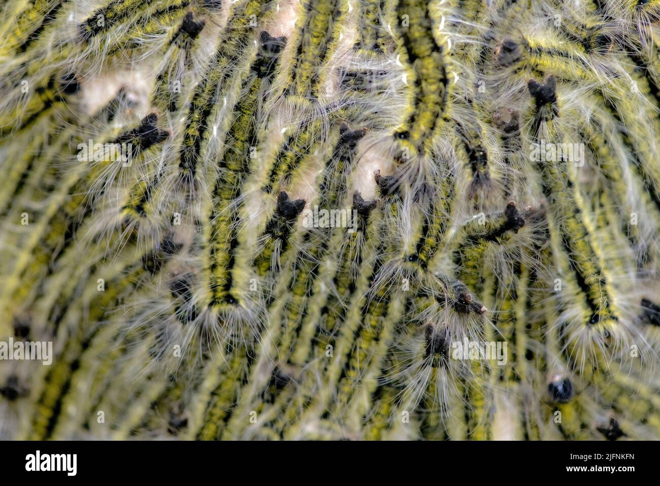 Larver hi-res stock photography and images - Alamy
