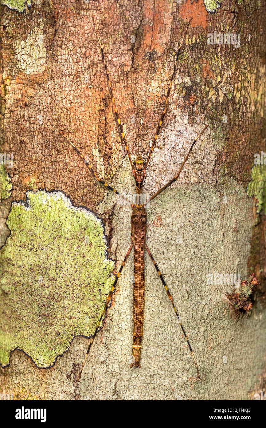 Stick insect, probably Varieganecroscia sp., from Tanjung Puting ...
