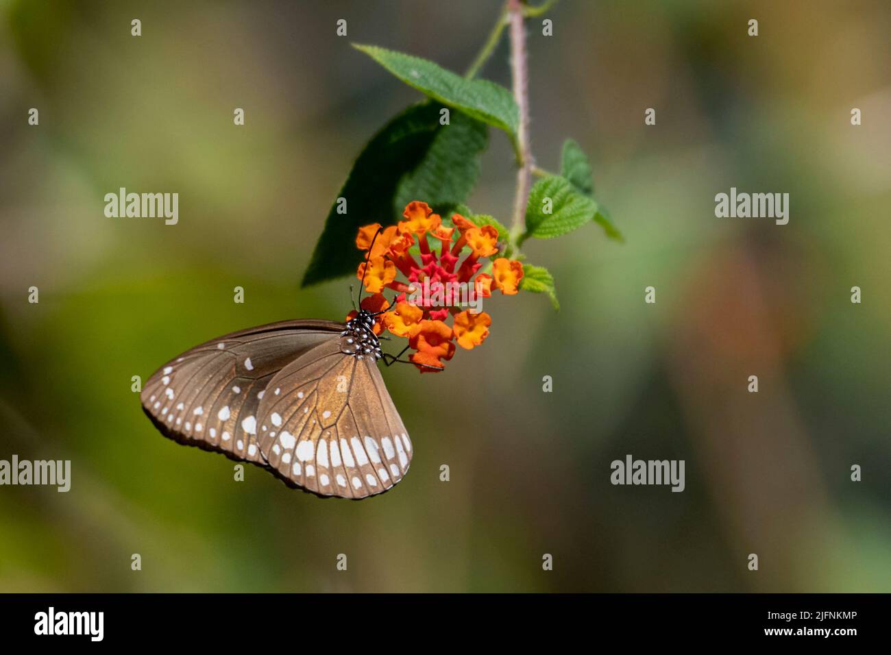 Common Indian crow (Euploea core) from Kanah National Park, Madhya ...