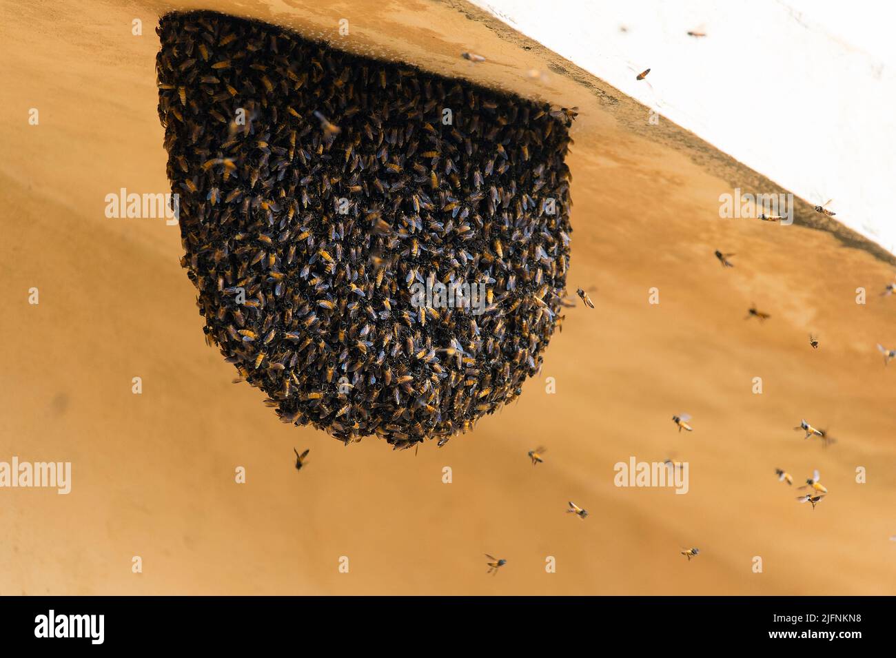 Colony of giant honey bee (Apis dorsata) in the backyars of a house in ...