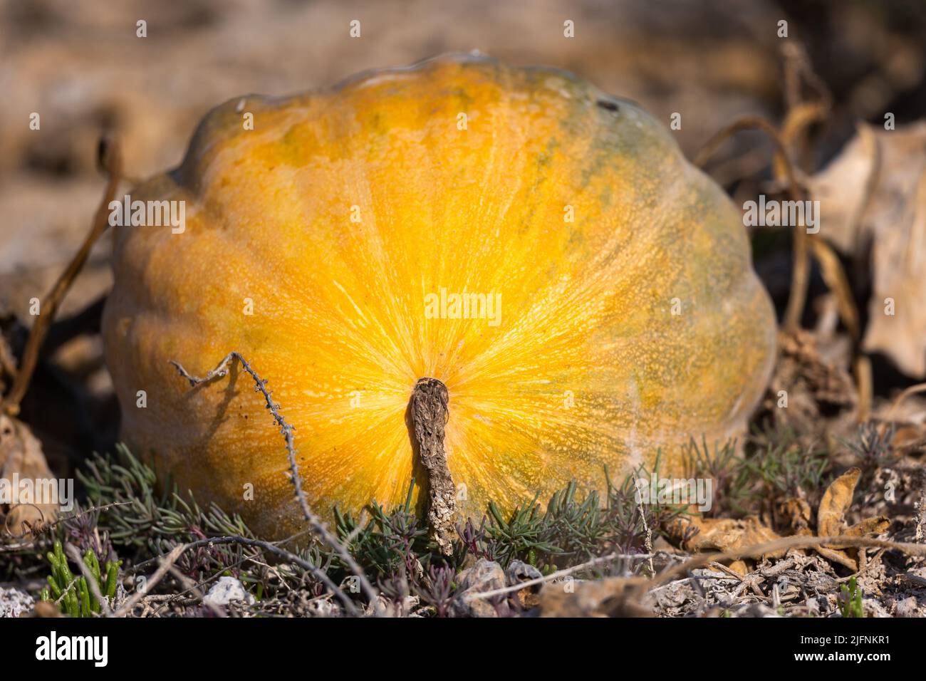 Bahrain food hi-res stock photography and images - Alamy