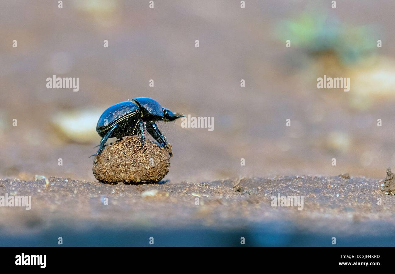 Dung beetle rolling dung in Zimanga Private Reserve, South Africa ...