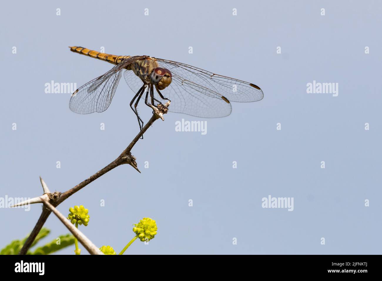 Probably an immature red-veined dropwing (Trithemis arteriosa) from ...