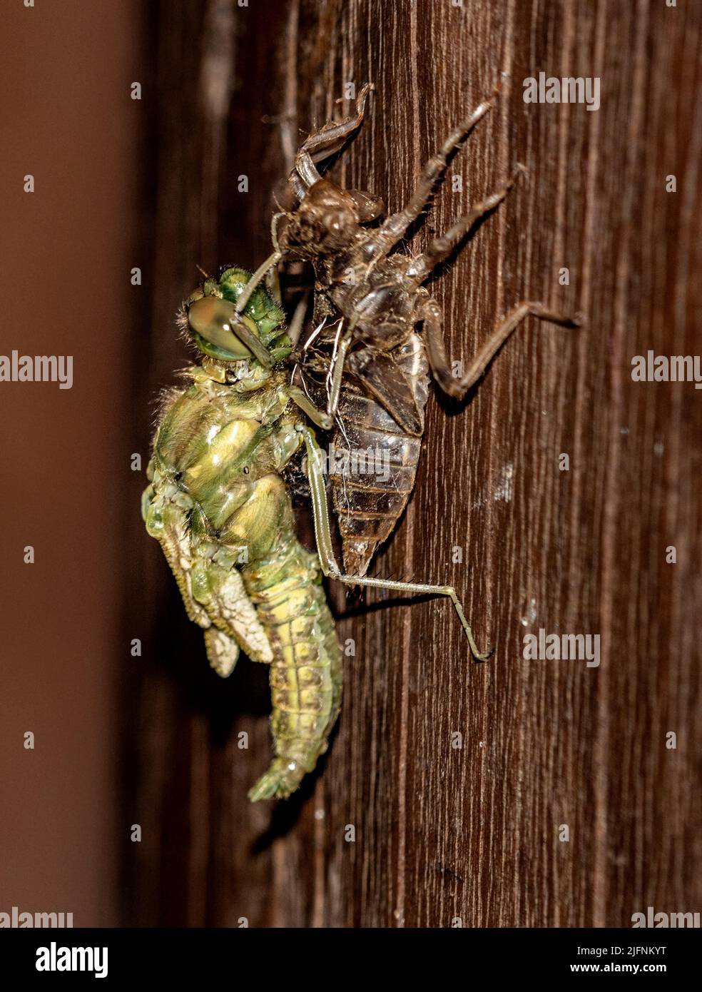 A nymph of the black-tailed skimmer (Orthetrum cancellatum) undergoes ...