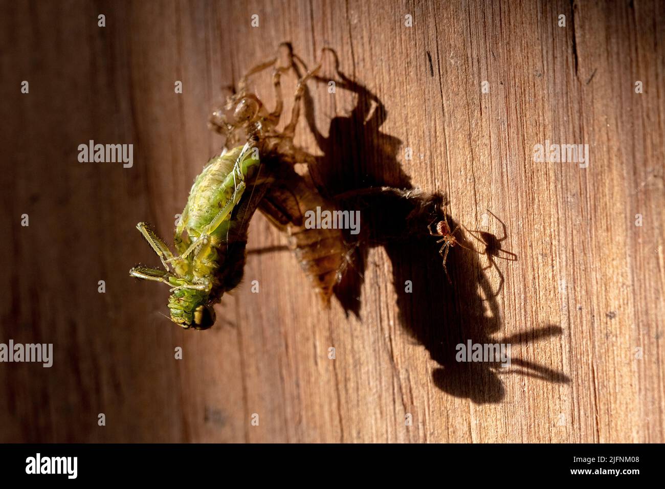 A nymph of the black-tailed skimmer (Orthetrum cancellatum) undergoes ...