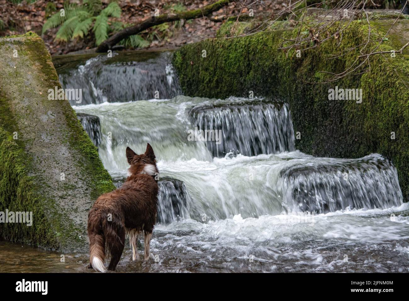 Dog at a waterfall hi-res stock photography and images - Alamy