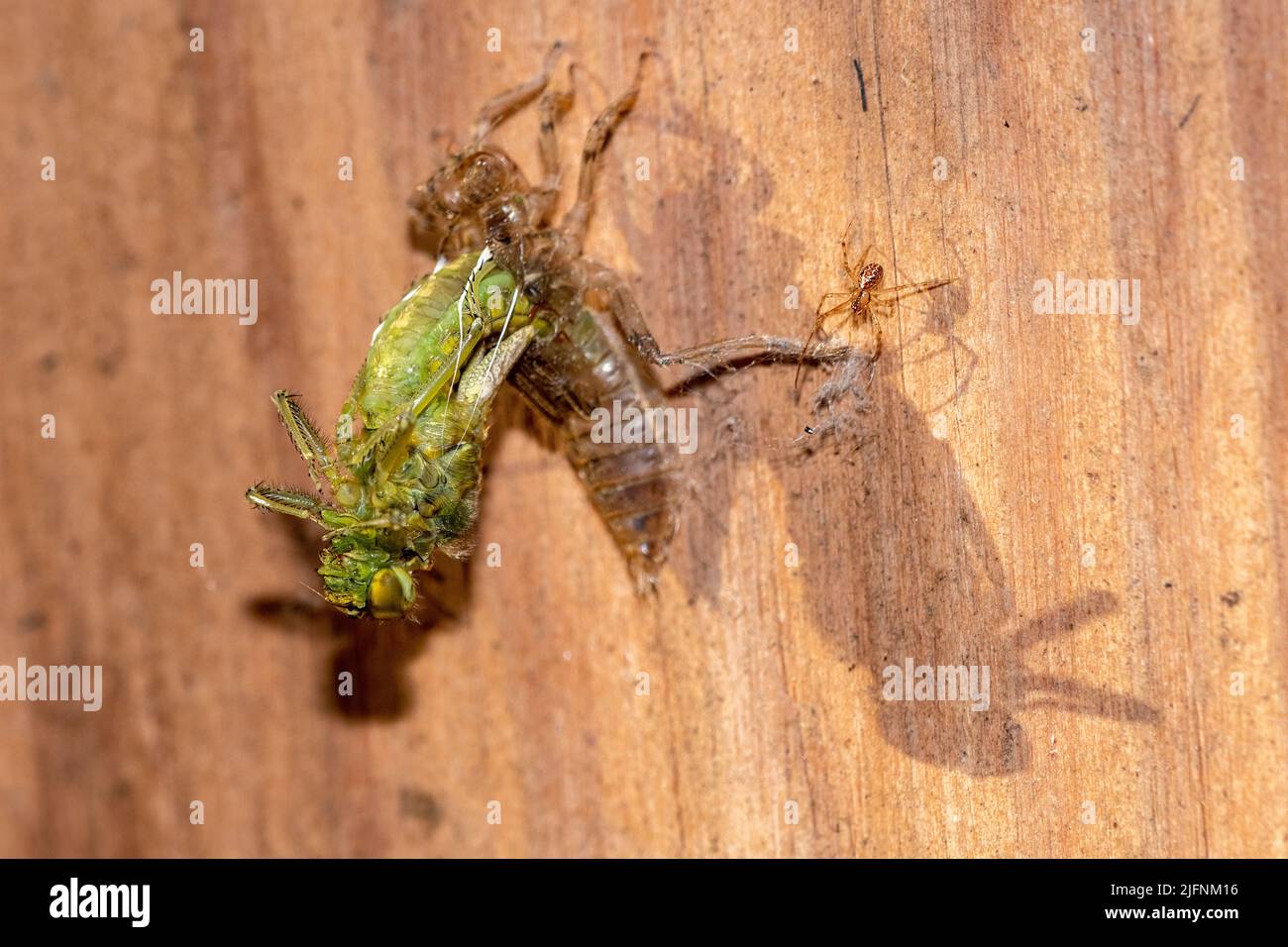 A nymph of the black-tailed skimmer (Orthetrum cancellatum) undergoes ...