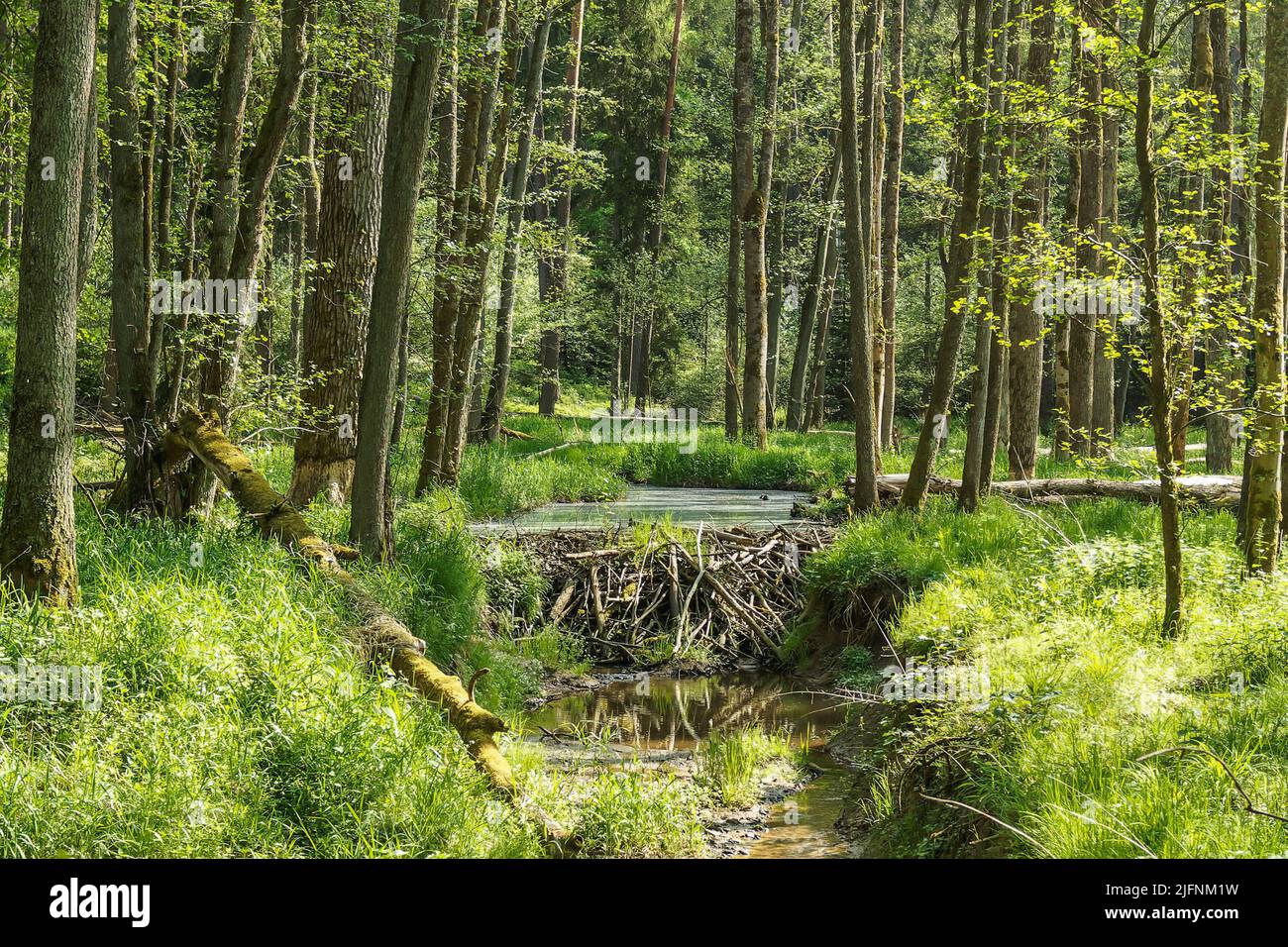 Stream dammed by a beaver dam in a floodplain forest flooded with light ...