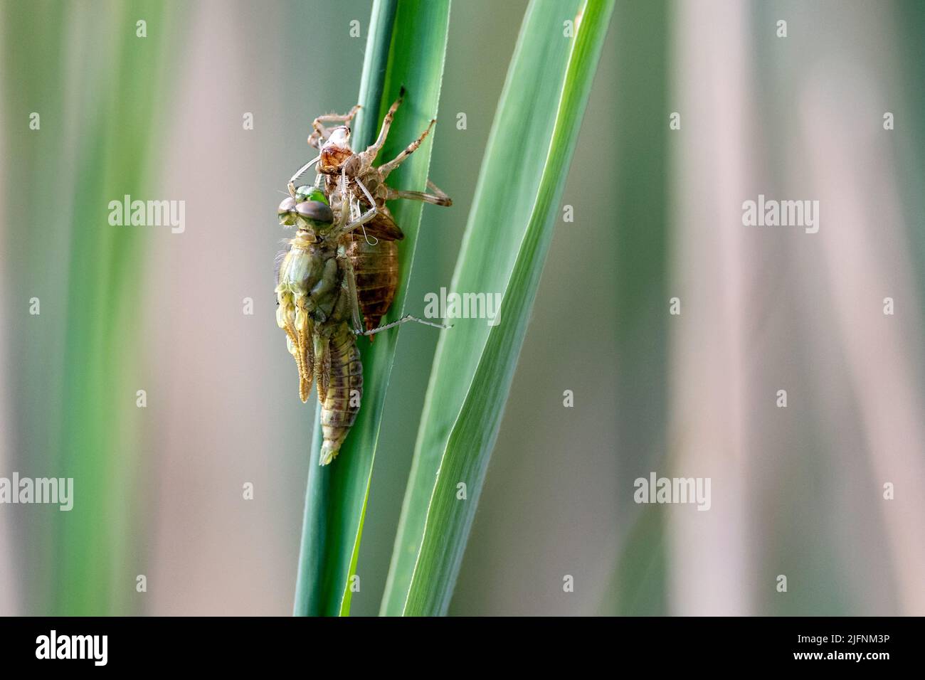 A nymph of the black-tailed skimmer (Orthetrum cancellatum) undergoes ...