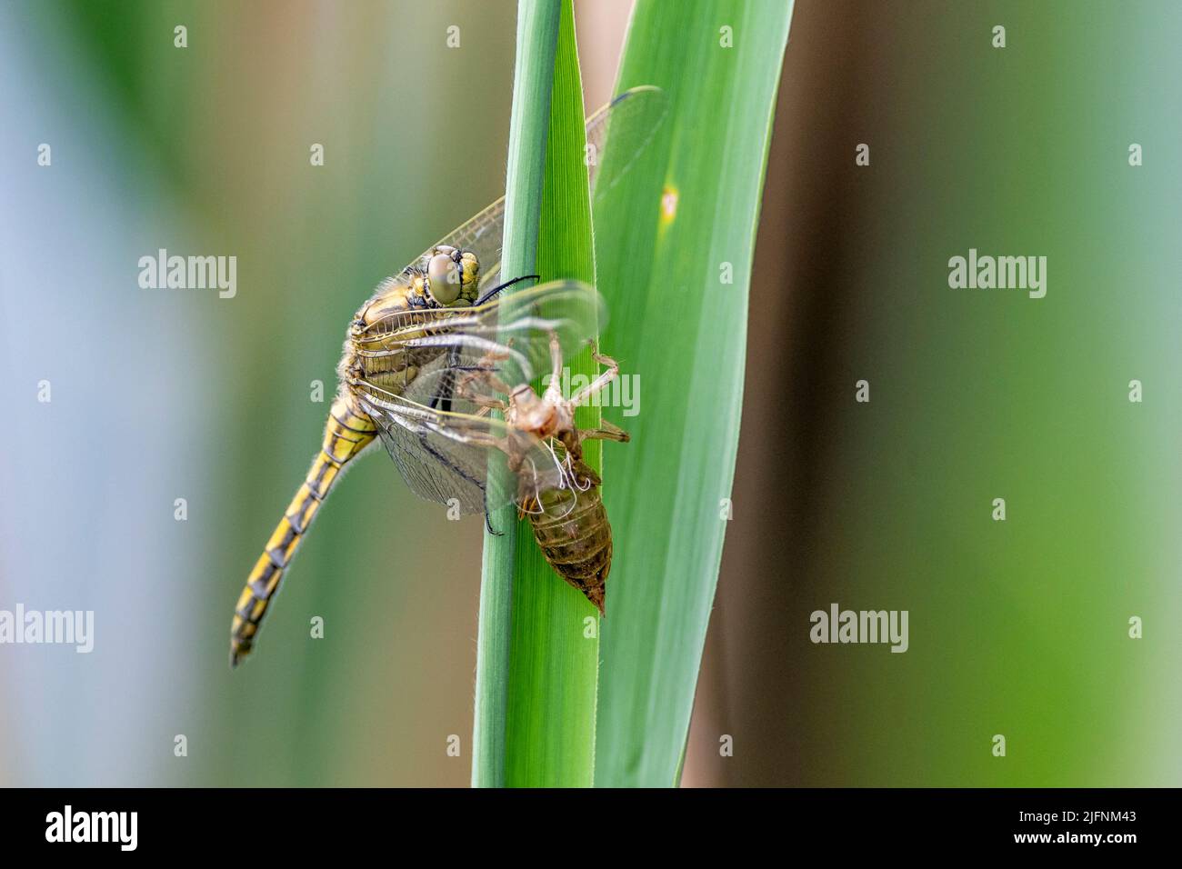 A nymph of the black-tailed skimmer (Orthetrum cancellatum) undergoes ...
