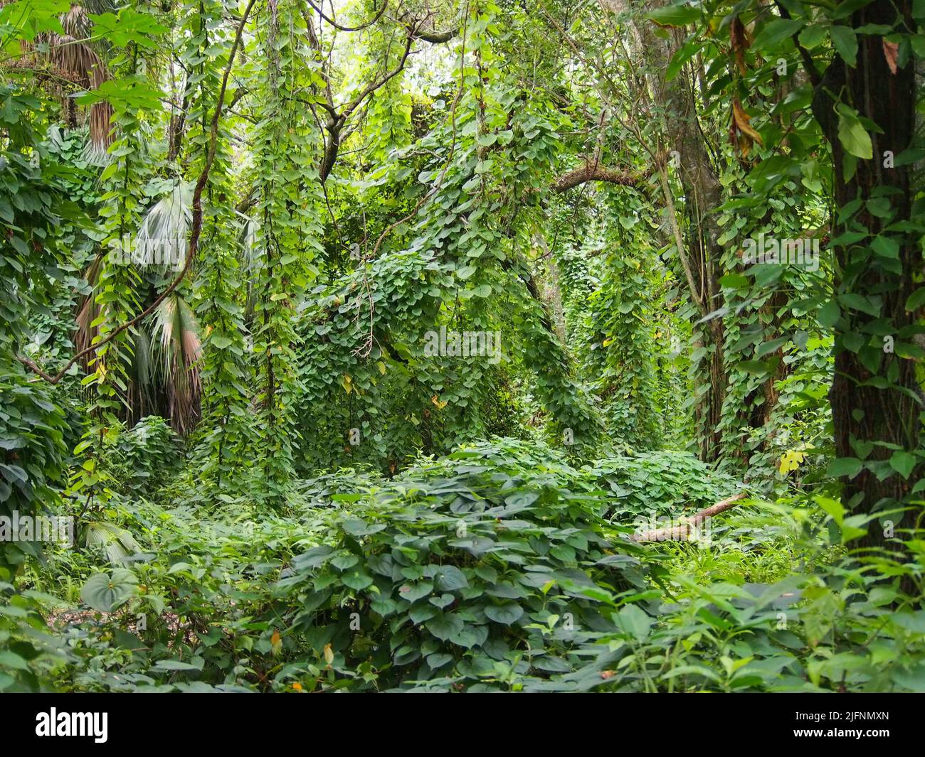 The environment view of trees and leafy green plants in a forest Stock Photo - Alamy