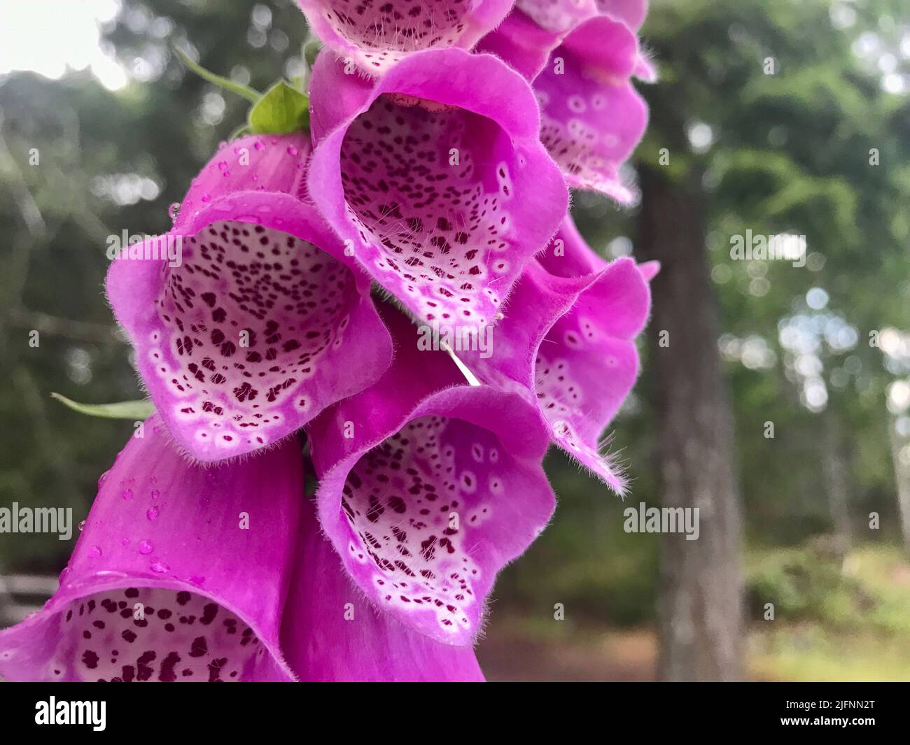 A closeup shot of a pink common foxglove on blurred background Stock ...