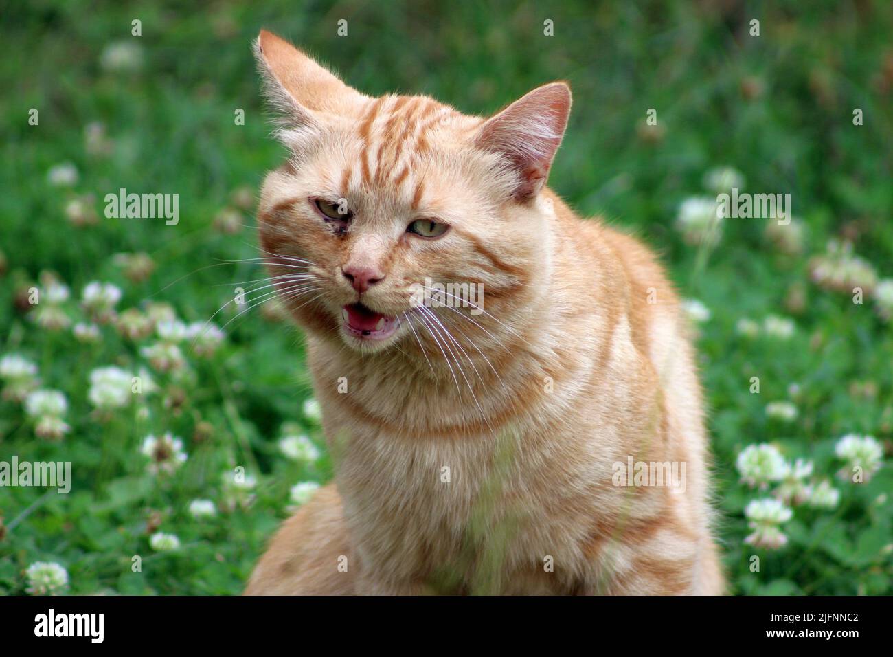 A Feral Cat Sitting in Clover, Panting Stock Photo - Alamy