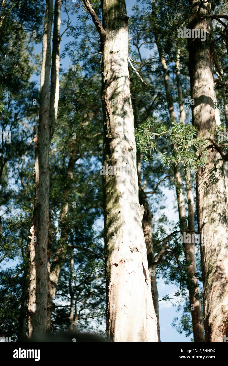 Vibrant greenery hi-res stock photography and images - Alamy