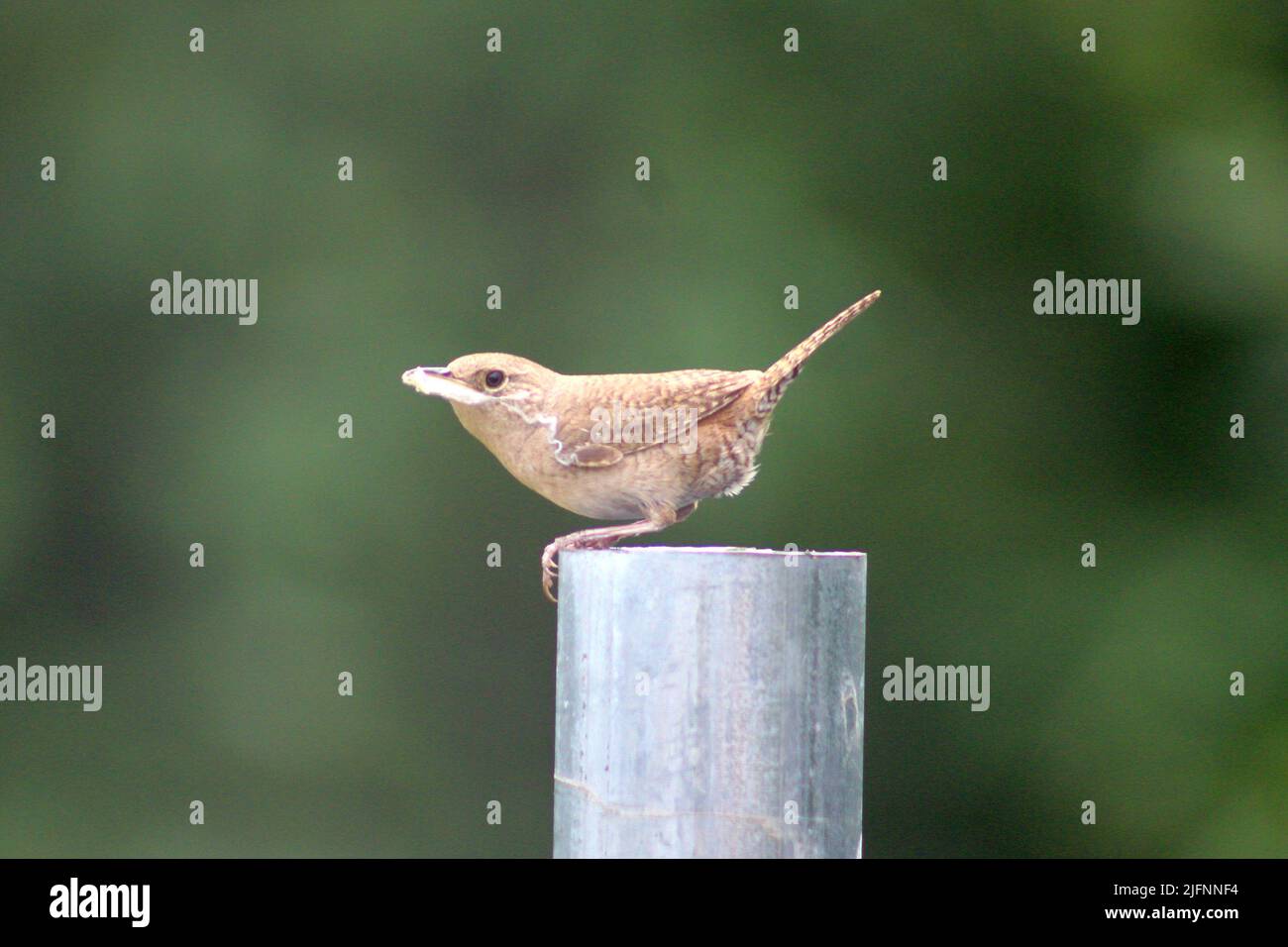 A House Wren Perches on a Pole with Something in his Mouth Stock Photo ...
